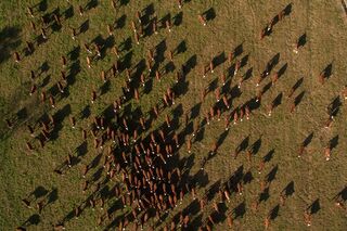 SAAFE CRC • Animal Industries