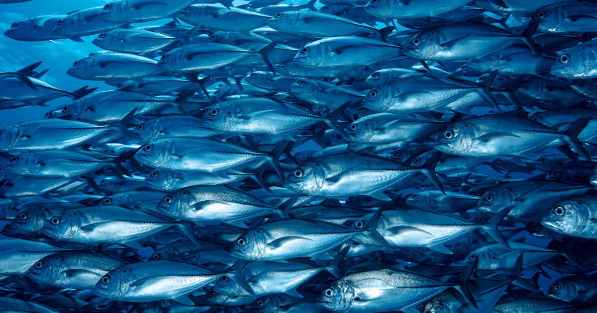 SAAFE CRC • SeaBOS AMR Keystone project