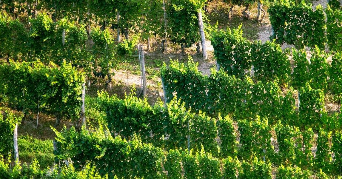 SAAFE CRC • Monitoring Program