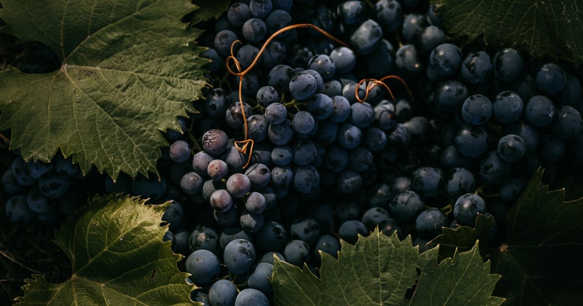 SAAFE CRC • Fungicide Resistance in Grapevine