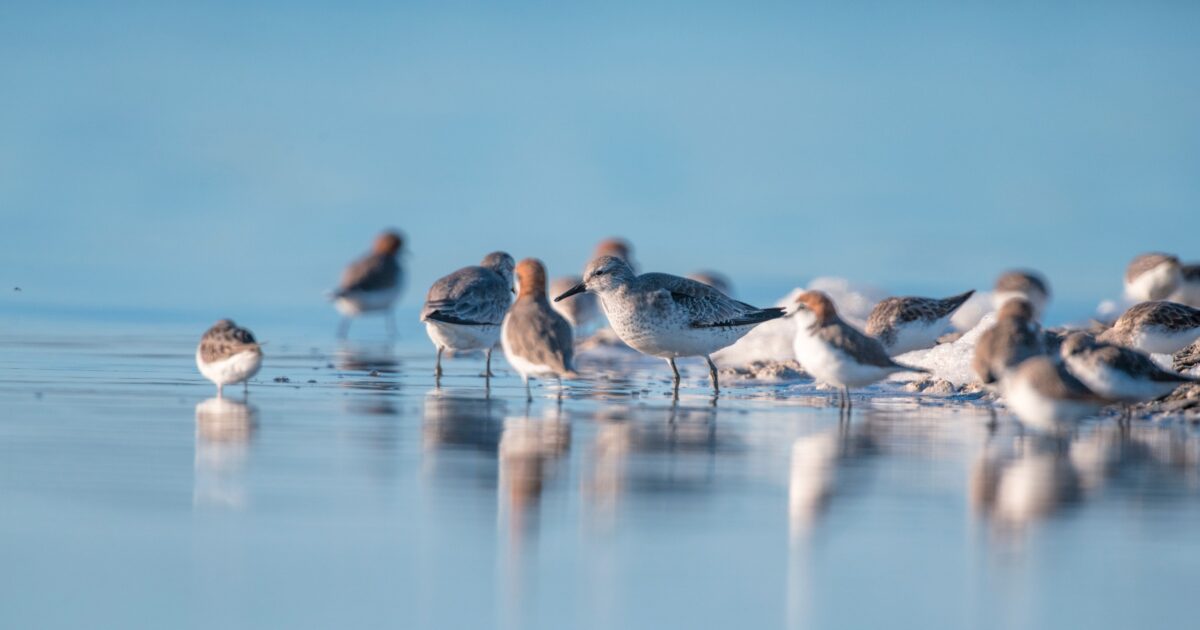 SAAFE CRC • Key Dates & Themes